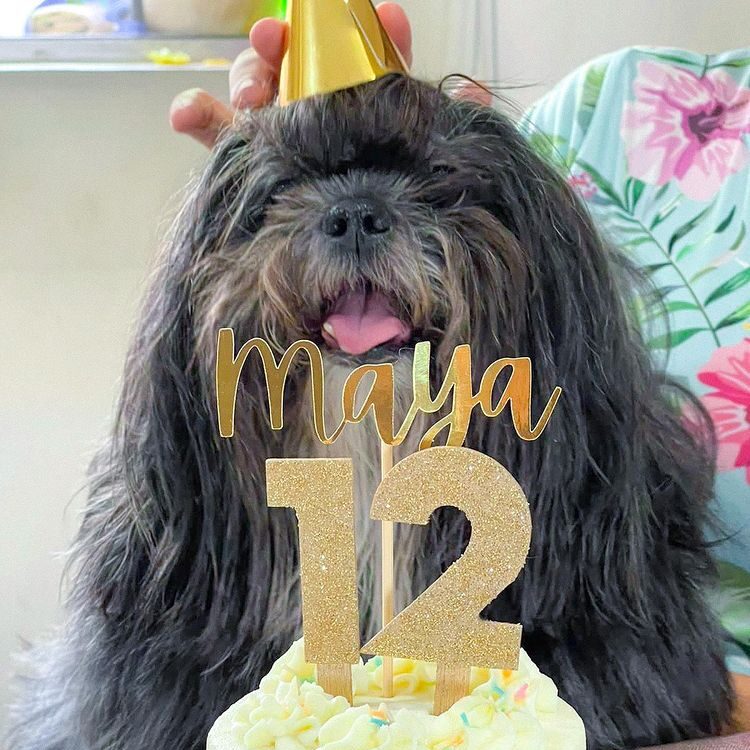 Dog Cake Shop – Consiente a tu mascota.